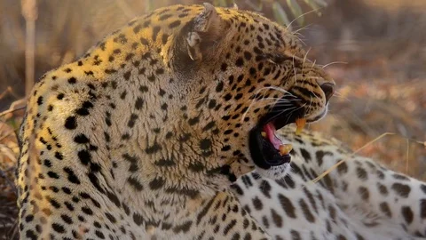 Stock Footage by Shannon__Wild | Official Pond5 Storefront