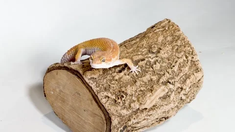 Leopard Crawling Slowly Stock Videos – Royalty-Free HD & 4K Videos | Page 2