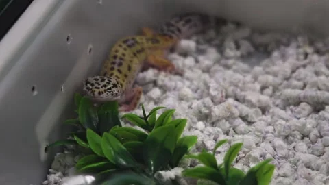 Leopard gecko stands still in a white pl... | Stock Video | Pond5