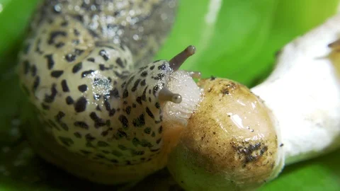 Leopard Great Grey Slug on the Green Lea... | Stock Video | Pond5