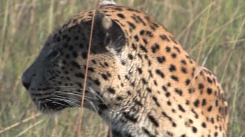 Leopard Head Shot | Stock Video | Pond5
