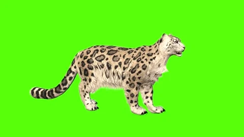 Leopard Idle Green Screen Animation and ... | Stock Video | Pond5