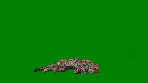 Leopard Laying Down Stock Videos – Royalty-Free HD & 4K Videos