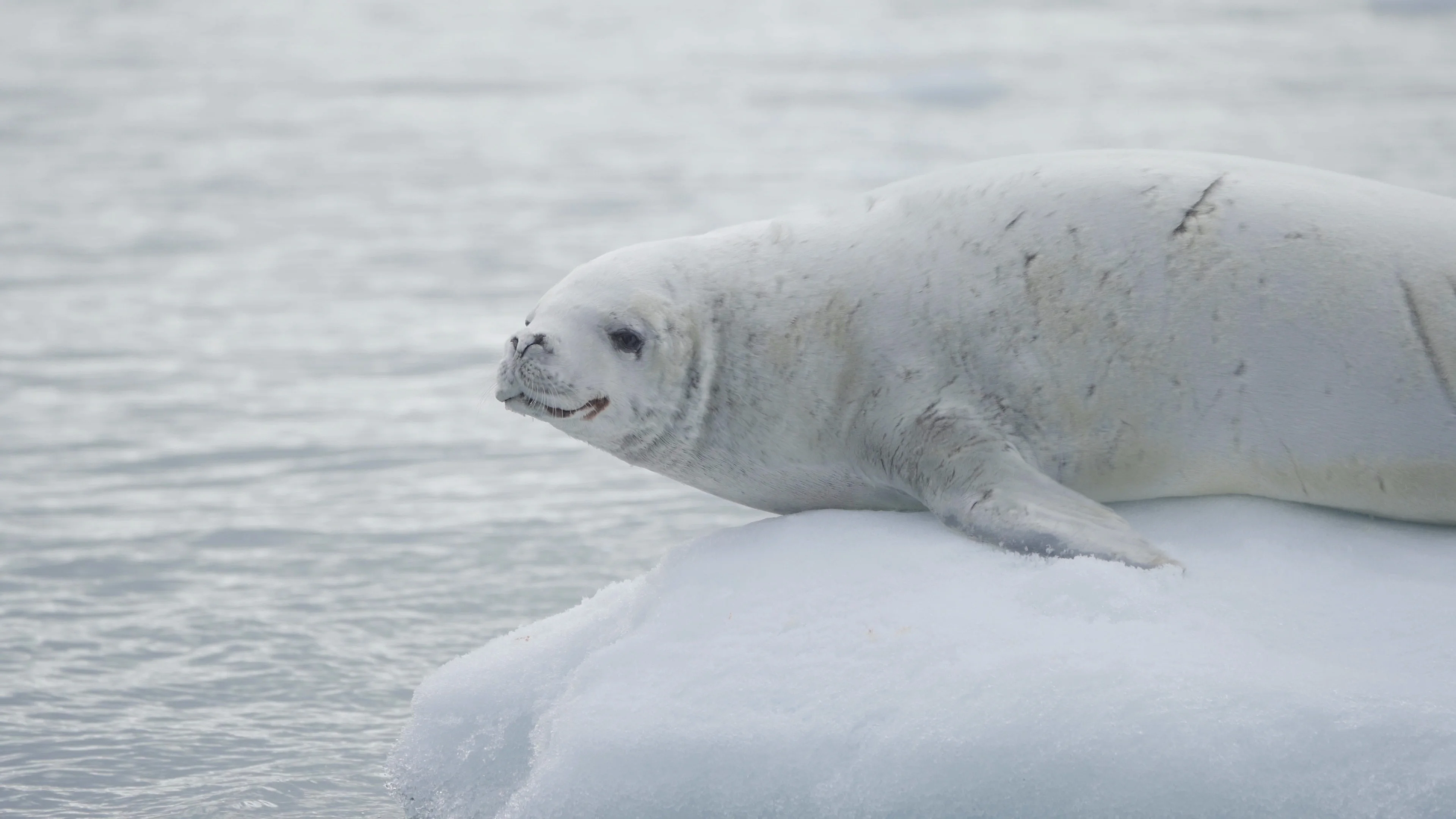 Leopard Seal