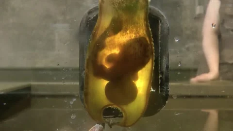 Shark Egg Stock Videos – Royalty-Free HD & 4K Videos