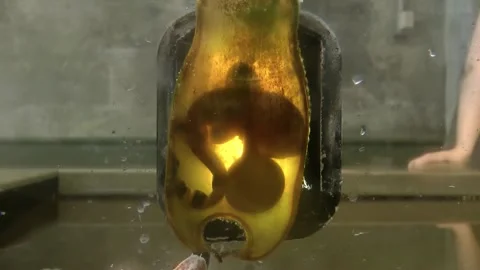 Leopard Shark embryo in egg in a Jar | Stock Video | Pond5
