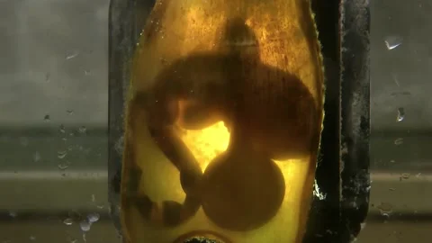 Leopard Shark embryo in egg on transpare... | Stock Video | Pond5