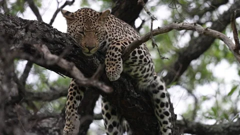 Leopard Sleeping on Tree Branch, Close U... | Stock Video | Pond5