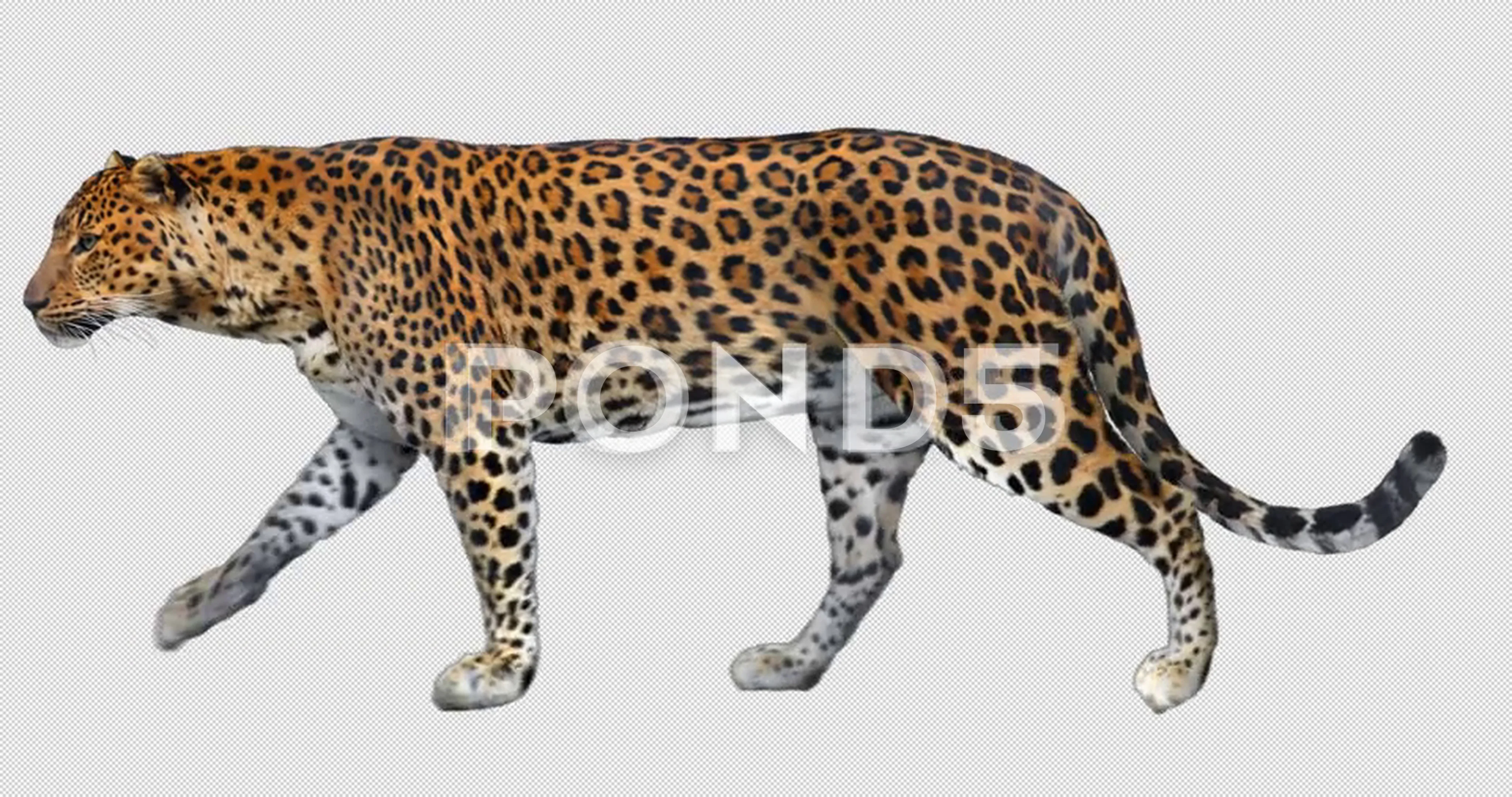 Leopard Walking