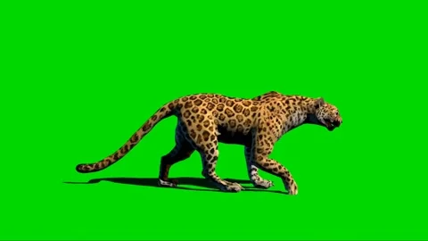 Leopard Walking on Green Screen 01 | Stock Video | Pond5