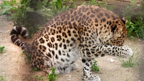 Leopard is washing himself while sitting... | Stock Video | Pond5