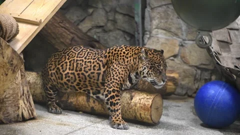 leopard in the zoo, life of wild animals... | Stock Video | Pond5