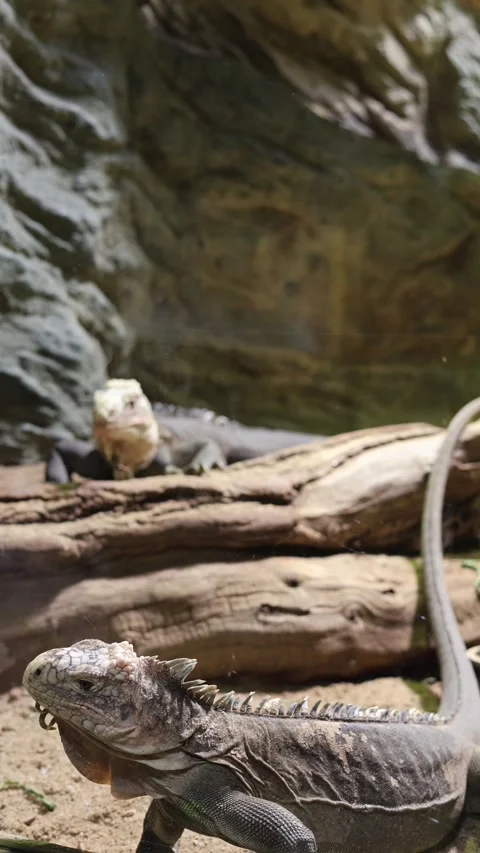 Iguana 2 Video Stock Videos – Royalty-Free HD & 4K Videos