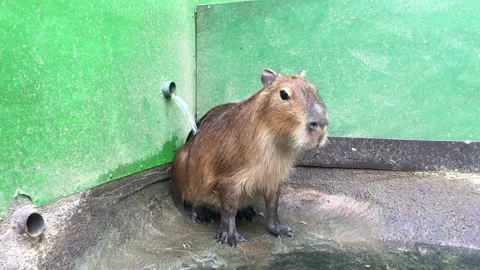 Lesser Capybara Stock Video Footage | Royalty Free Lesser Capybara ...