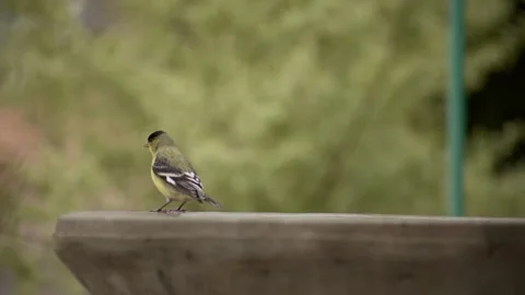 Lesser Goldfinch bird hopping around on ... | Stock Video | Pond5