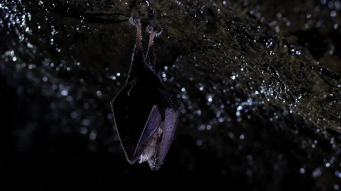 Swinging With It Stock Videos – Royalty-Free HD & 4K Videos