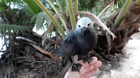 Lesser Humans Stock Videos – Royalty-Free HD & 4K Videos