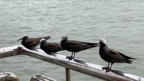Lesser Noddy or Anous tenuirostris seen ... | Stock Video | Pond5