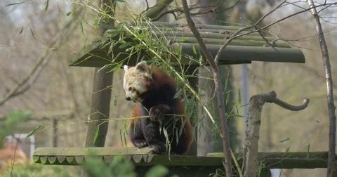 Lesser Humans Stock Videos – Royalty-Free HD & 4K Videos