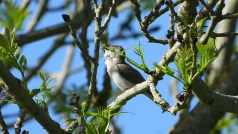 Lesser Whitethroat (Sylvia Curruca) Sing... | Stock Video | Pond5