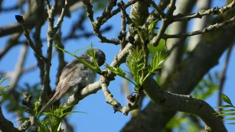 Lesser Whitethroat (Sylvia Curruca) Sing... | Stock Video | Pond5