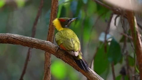 Lesser Yellownape, Picus chlorolophus; l... | Stock Video | Pond5