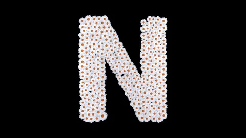 Letter N from white daisy flowers | Stock Video | Pond5
