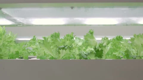 Lettuce Grown In An indoor Vertical Farm... | Stock Video | Pond5