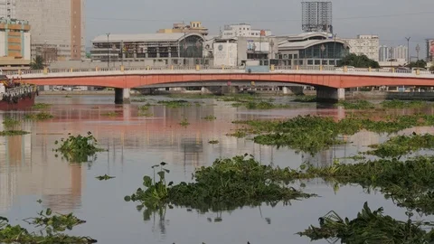 Letuce floating in Pasig river,Manila,Lu... | Stock Video | Pond5