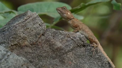 Fart Lizard Stock Footage ~ Royalty Free Stock Videos | Pond5