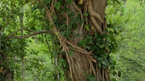 Lianas and ivy wrapped around trees in s... | Stock Video | Pond5