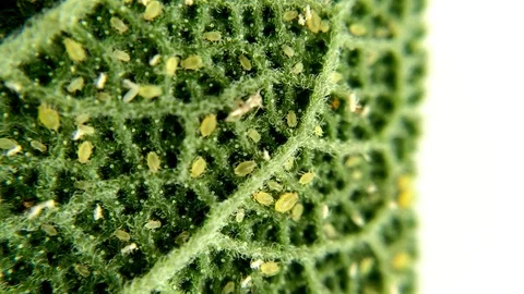 lice on a leaf | Stock Video | Pond5