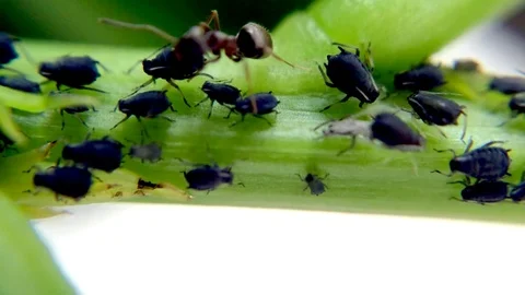 lice on a leaf | Stock Video | Pond5