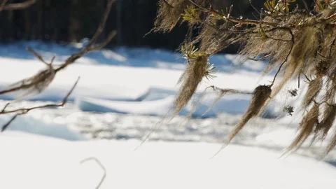 lichen blowing in the wind during spring... | Stock Video | Pond5