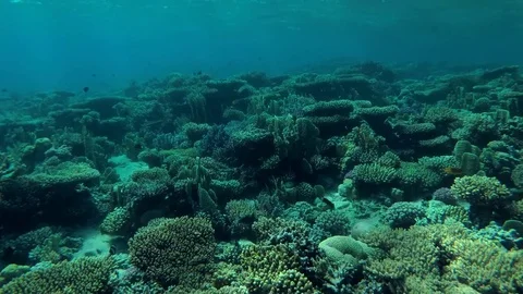 Life in the beautiful shallow water cora... | Stock Video | Pond5