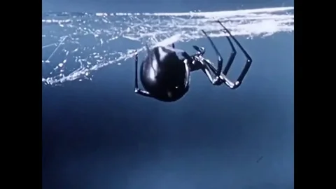 The life cycle of the black widow spider... | Stock Video | Pond5