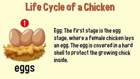 Life Cycle of a Chicken Diagram | Stock Video | Pond5