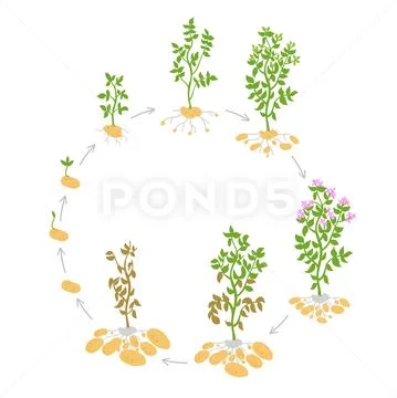 The life cycle crop stages of potato. Vector Illustration. Circular ...