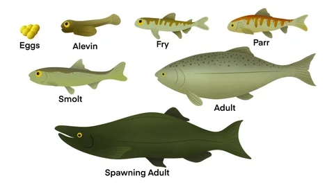 Life cycle of a Salmon, salmons have an ... | Stock Video | Pond5