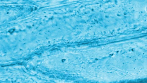 Science Body Organs Stock Videos – Royalty-Free HD & 4K Videos | Pond5