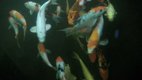 Colorful Under Water Scene Stock Video Footage | Royalty Free Colorful ...