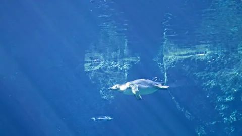 Background Water Life Stock Videos – Royalty-Free HD & 4K Videos