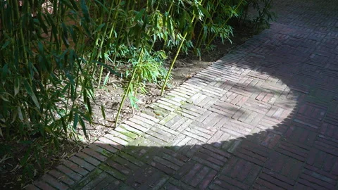 Light and Shadow Bamboo Garden Path Sunl... | Stock Video | Pond5