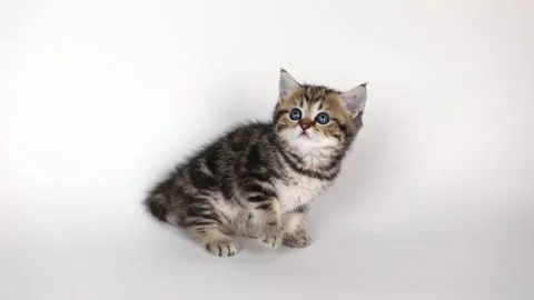 on a light background a small brown kitt... | Stock Video | Pond5