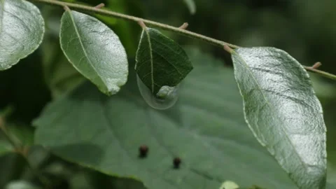 A light blue slug eating a Curry leaf wh... | Stock Video | Pond5