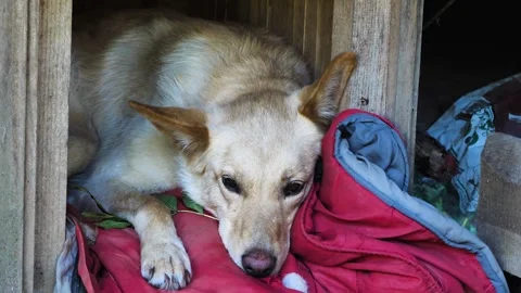 Dog Cabin Stock Videos – Royalty-Free HD & 4K Videos