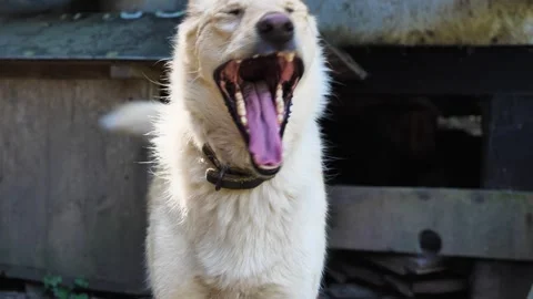 Light grey dog yawns with his mouth wide... | Stock Video | Pond5