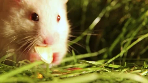 A light mouse hides a treat in her cheek... | Stock Video | Pond5