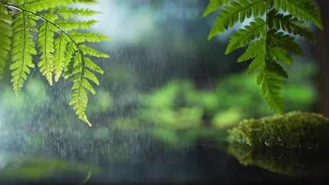 light rain on a background of palm trees... | Stock Video | Pond5