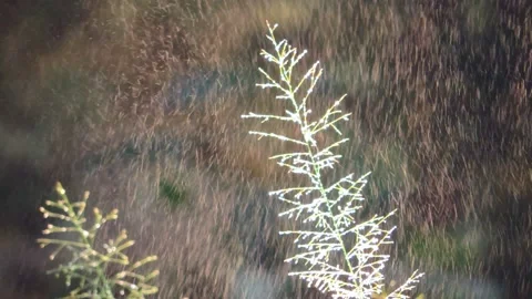 Light Rain Shower Stock Videos – Royalty-Free HD & 4K Videos